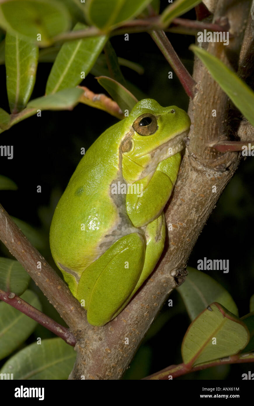 Comon tree frog, Treefrog (Hyla arborea), sitting on a branch, Greece ...