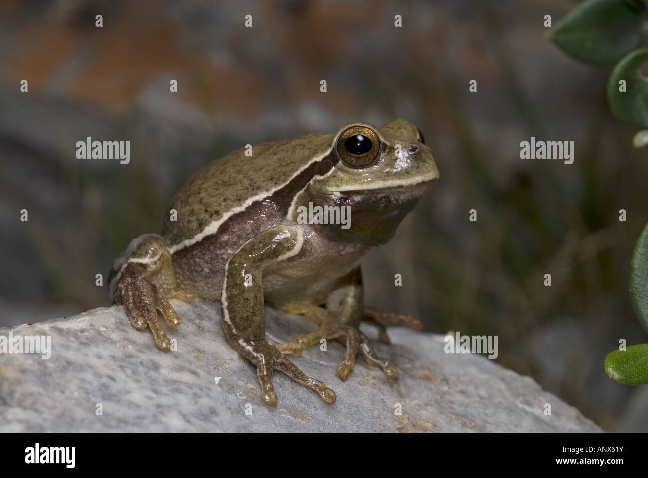 Southern brown tree frog hi-res stock photography and images - Alamy