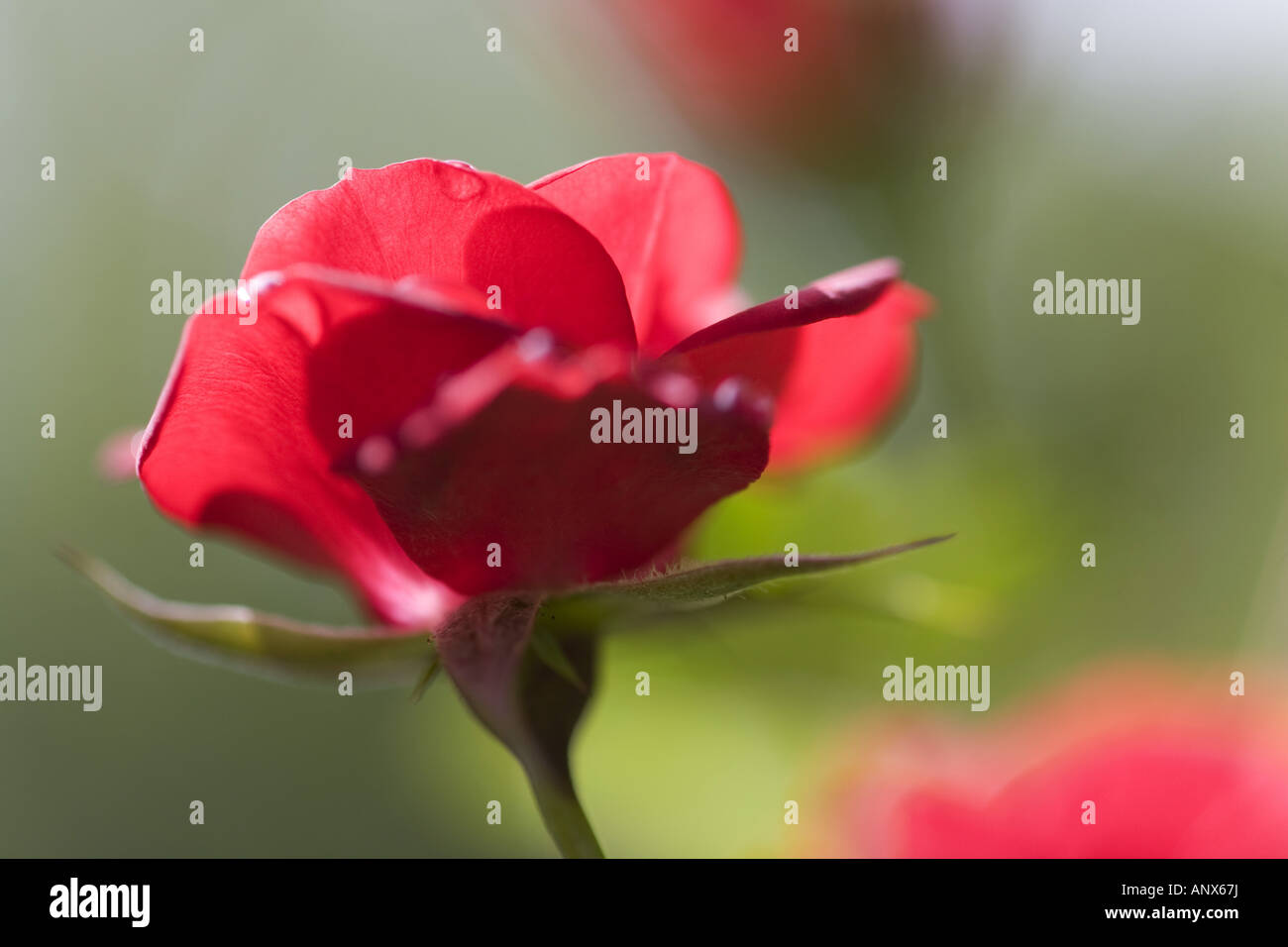 ornamental rose (Rosa spec.), single flower Stock Photo - Alamy