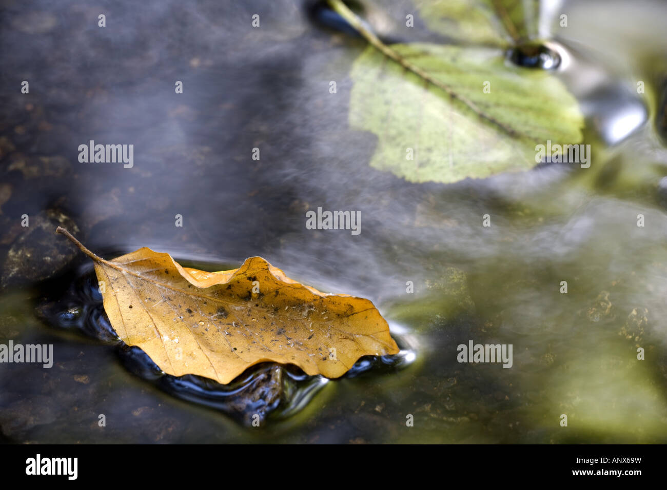leaf of a beech floating on the water surface in autumn, Germany ...