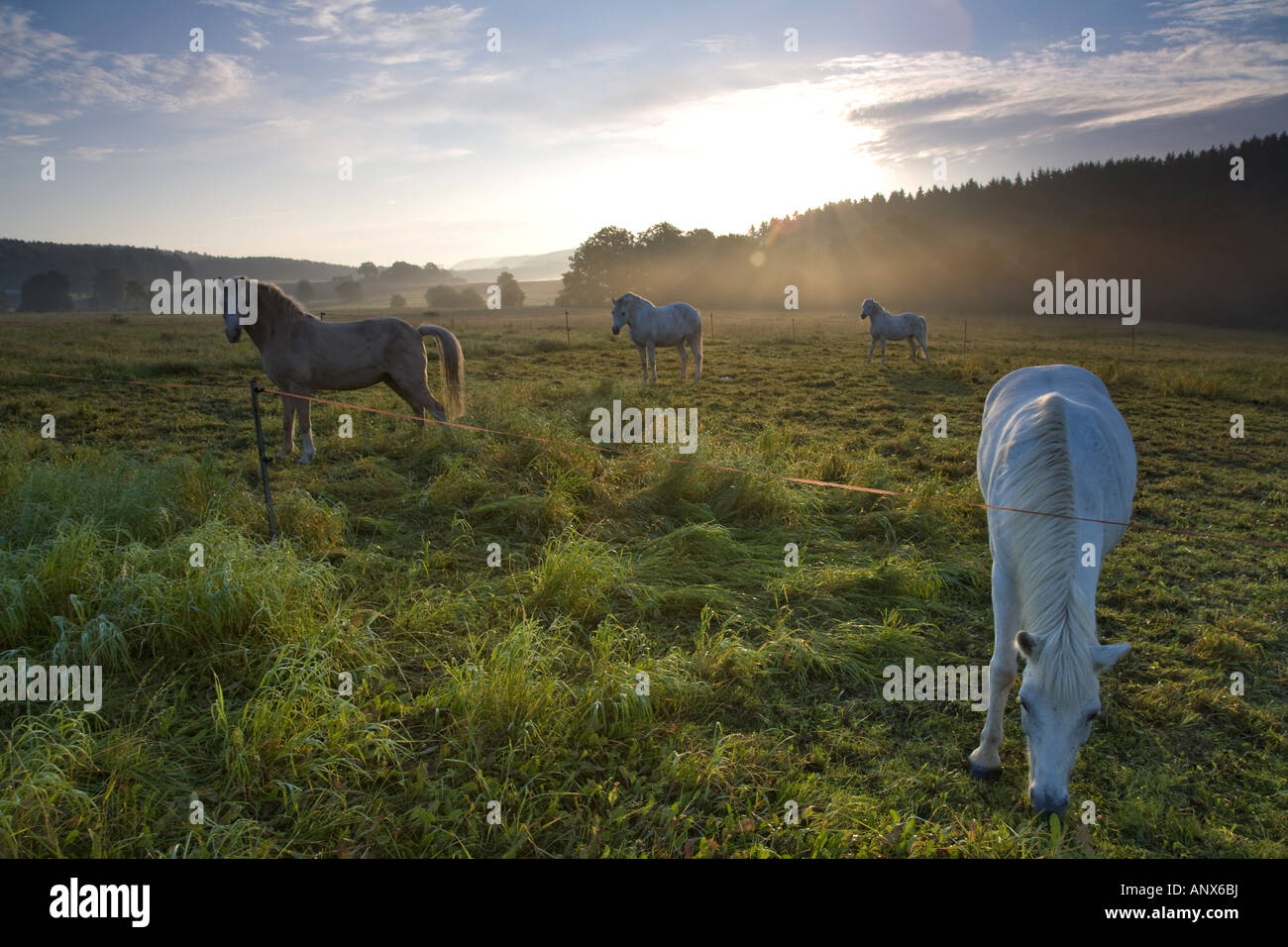 Photographs of german horses hi-res stock photography and images - Alamy