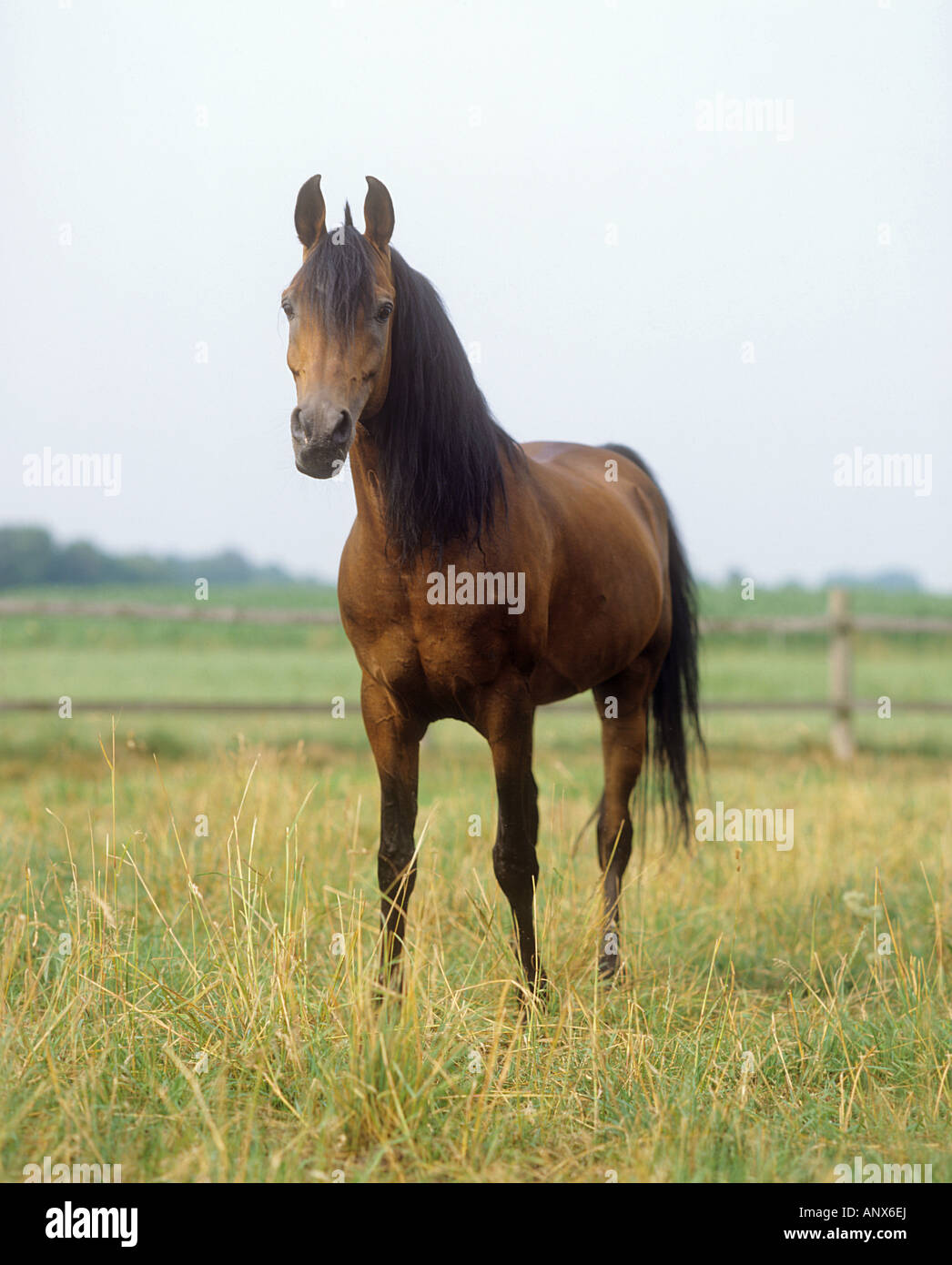 Asil Arabian horse - standing on meadow Stock Photo - Alamy