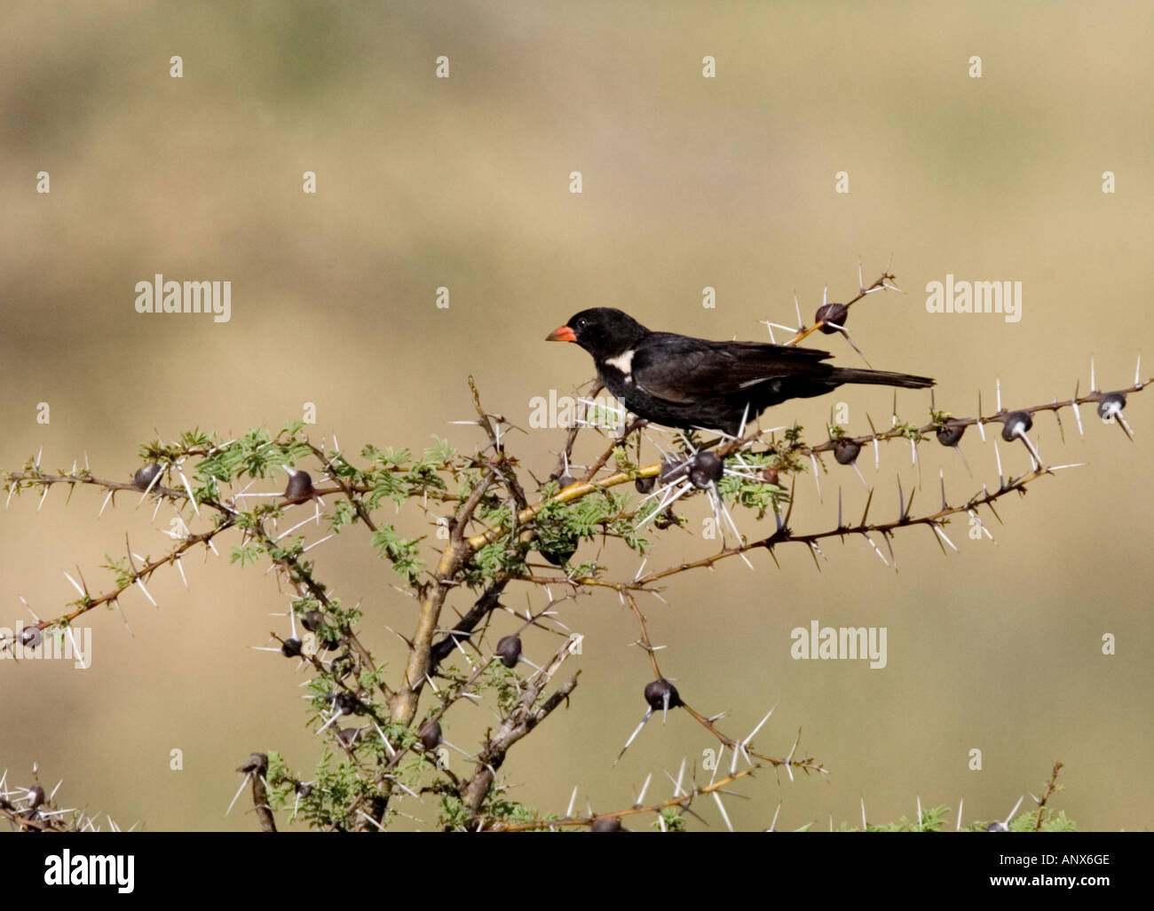 Buffalo thorn tree hi-res stock photography and images - Alamy