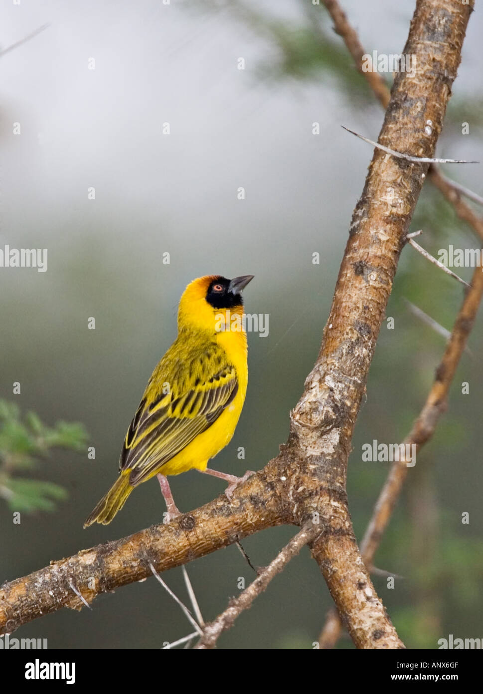 Africa, Tanzania, Vitelline Masked Weaver (Ploceus velatus Stock Photo ...