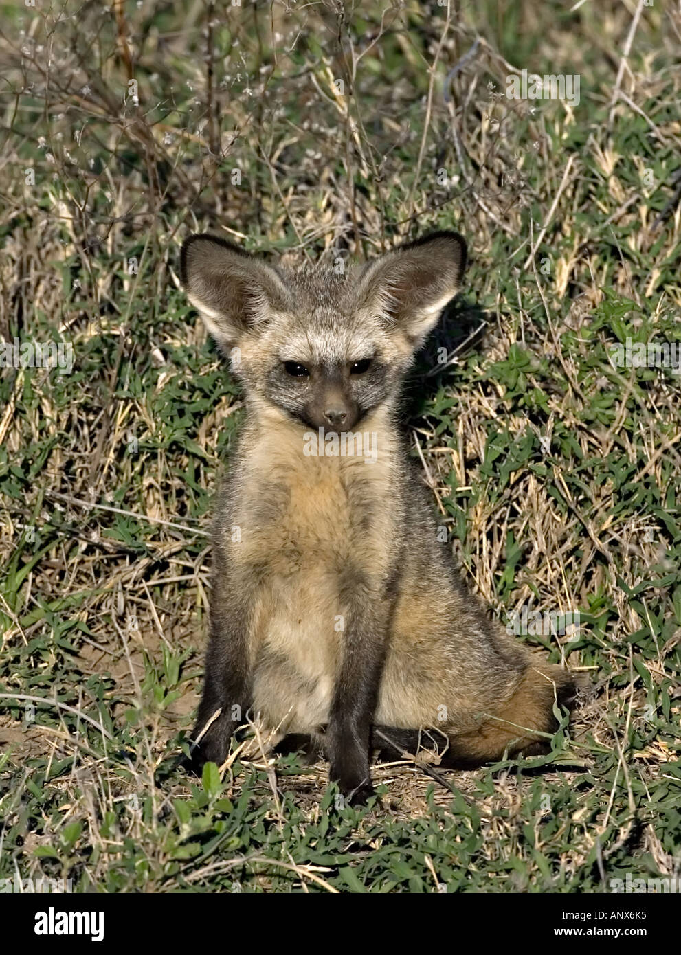 Africa, Tanzania, Bat-eared Fox (Otocyon megalotis Stock Photo - Alamy