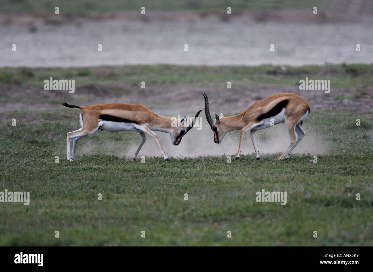 Africa, Tanzania, Two Thomson's gazelles (Gazella thomsoni) fighting ...