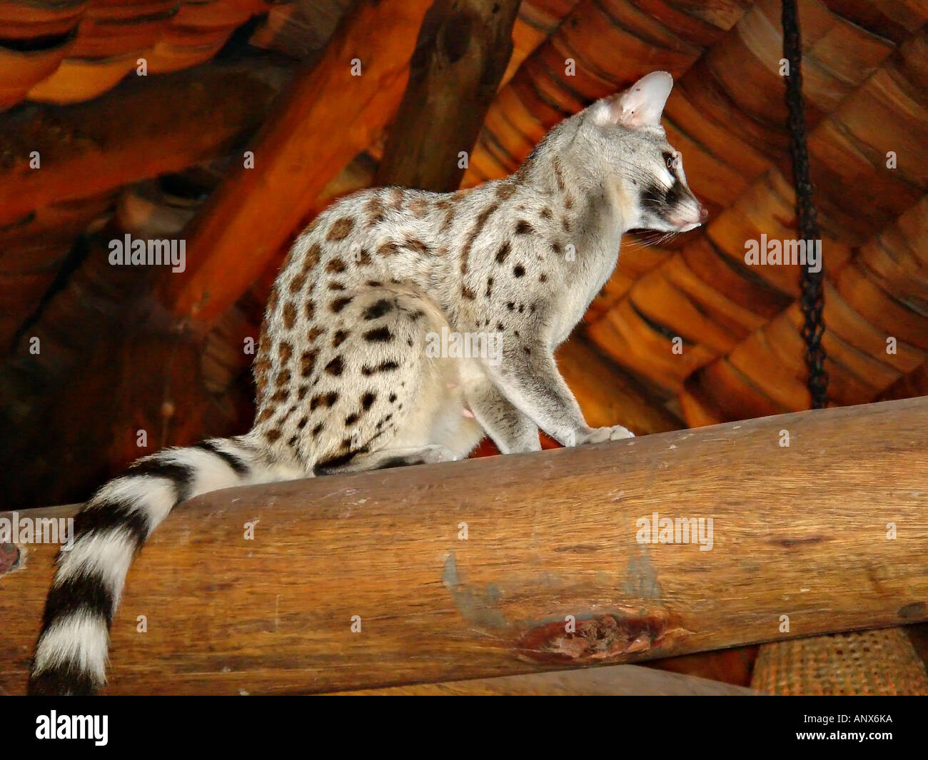 Africa tanzania common genet genetta hi-res stock photography and ...