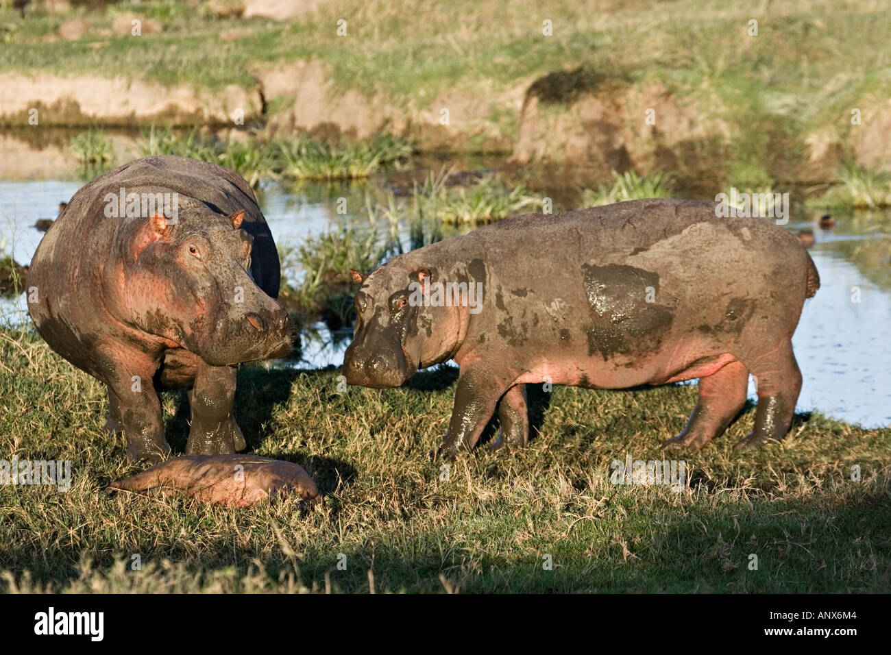 Africa, Tanzania, Two hippos (Hippopotamidae amphibius) mourn the death ...