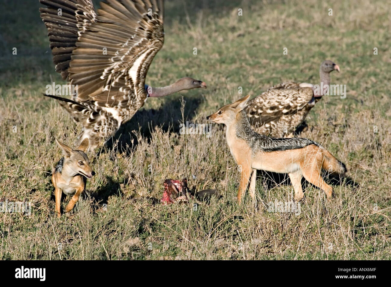 Chasing vultures hi-res stock photography and images - Alamy