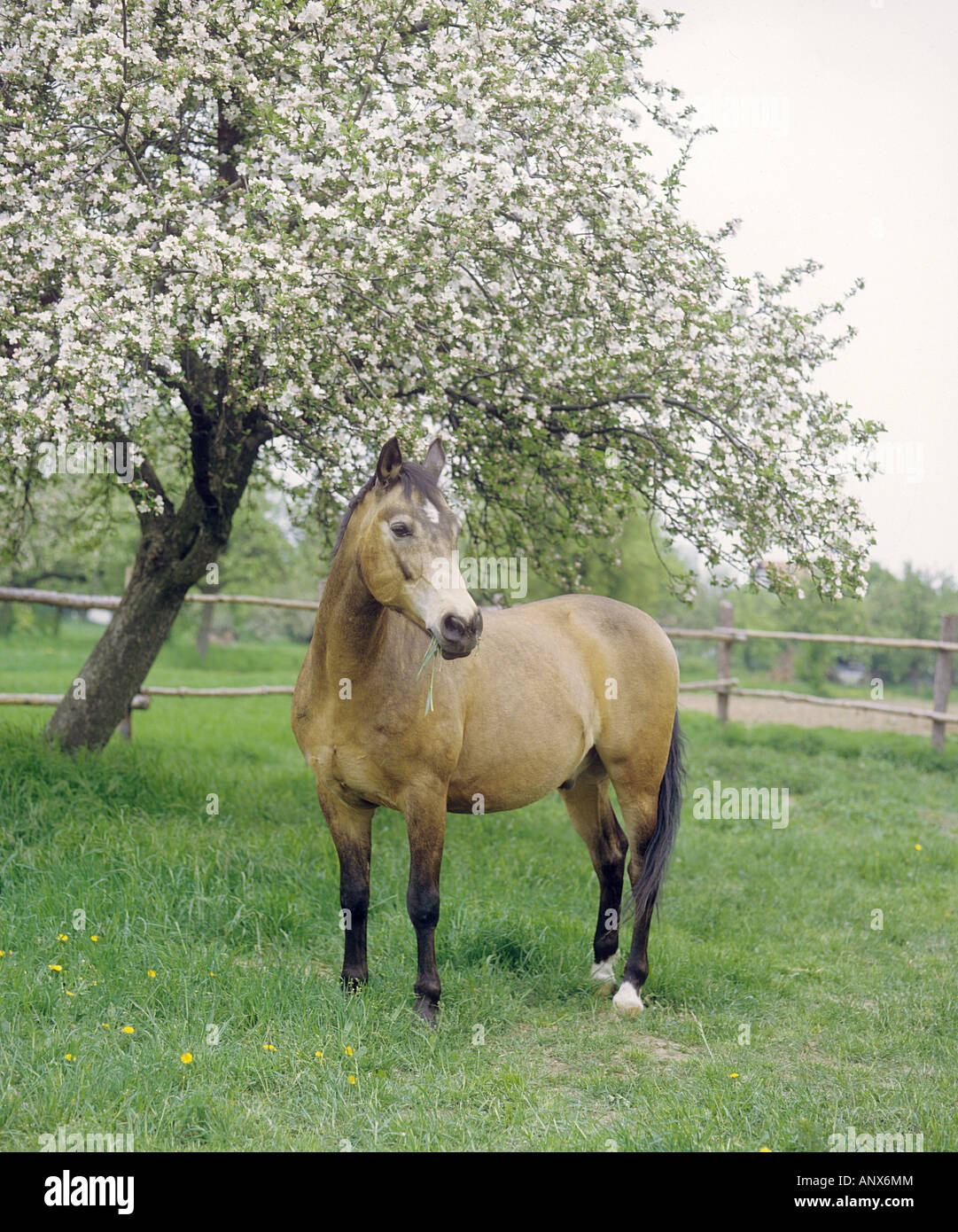 half-blood horse - standing on meadow Stock Photo - Alamy
