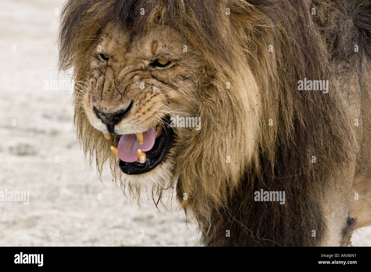 Flemen reaction hi-res stock photography and images - Alamy