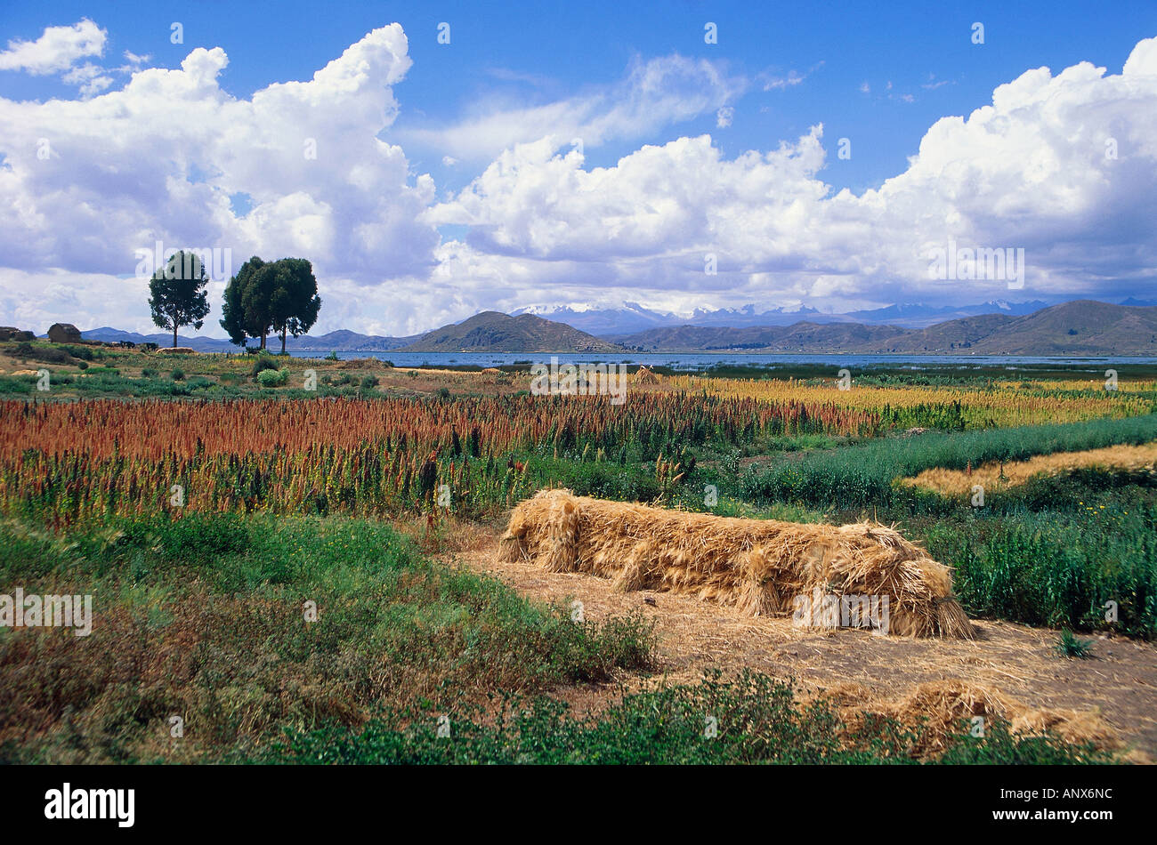 quinoa fields and agricultural crops lake titicaca border area of peru ...
