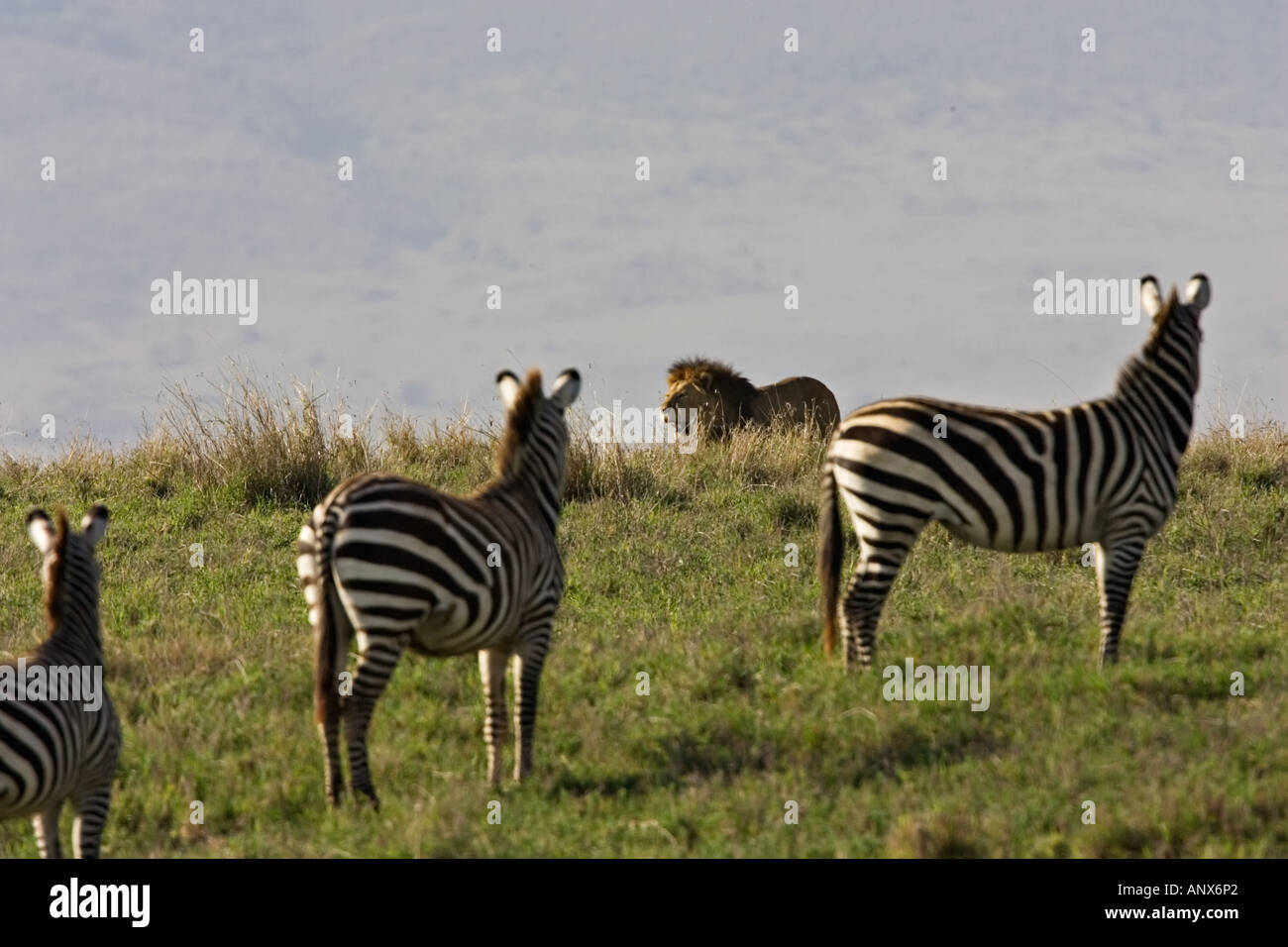 Zebra watching lion hi-res stock photography and images - Alamy