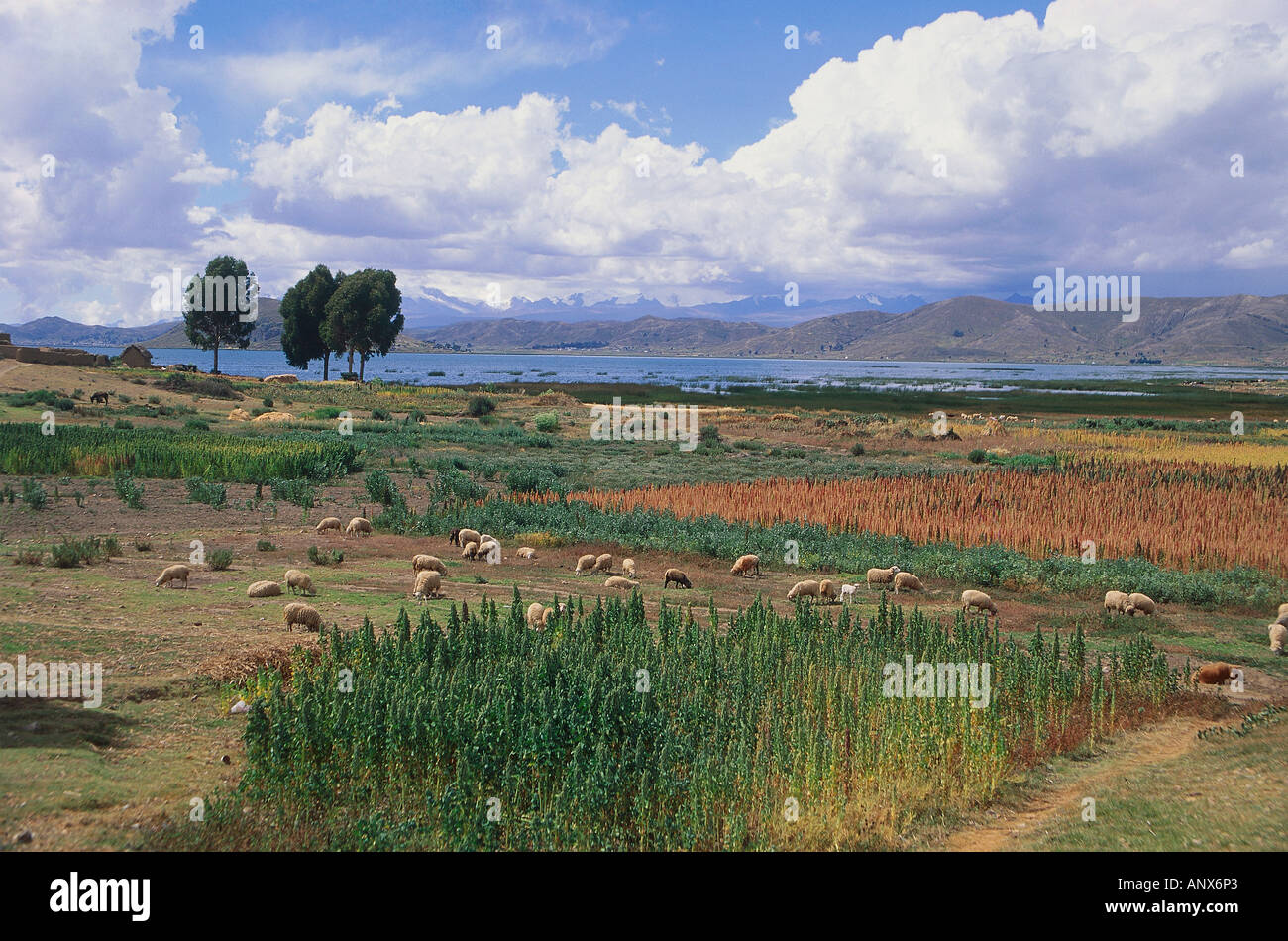 flock of sheeps quinoa fields and agricultural crops lake titicaca ...