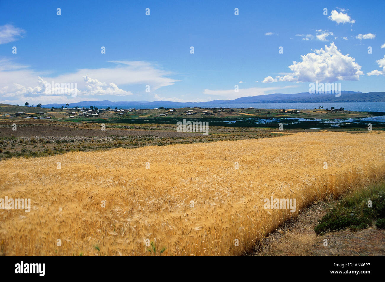 peasant houses agricultural crops lake titicaca border area of peru and ...