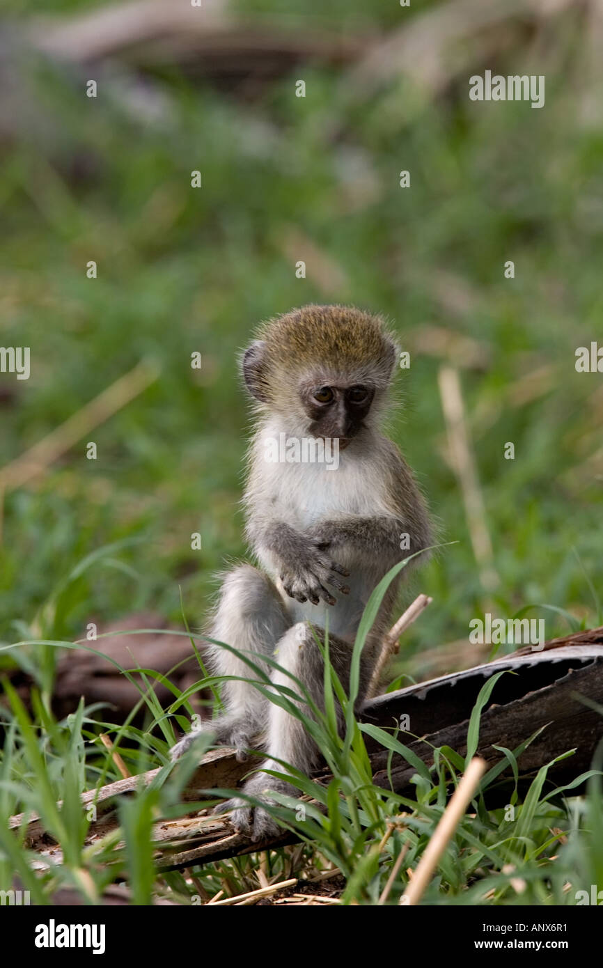 Africa, Tanzania, Baby Vervet Monkey (Cercopithecus aethiops Stock ...