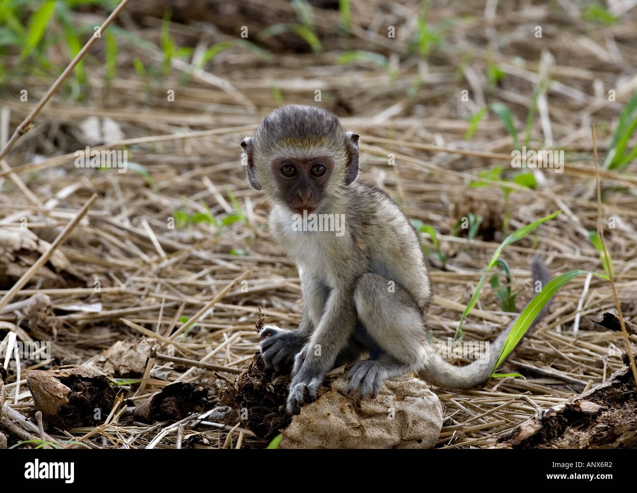 Africa, Tanzania, Baby Vervet Monkey (Cercopithecus aethiops Stock ...