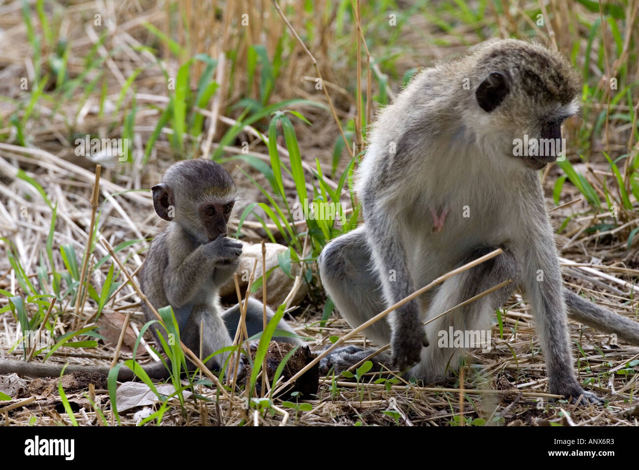 Africa, Tanzania, Baby Vervet Monkey (Cercopithecus aethiops) and ...
