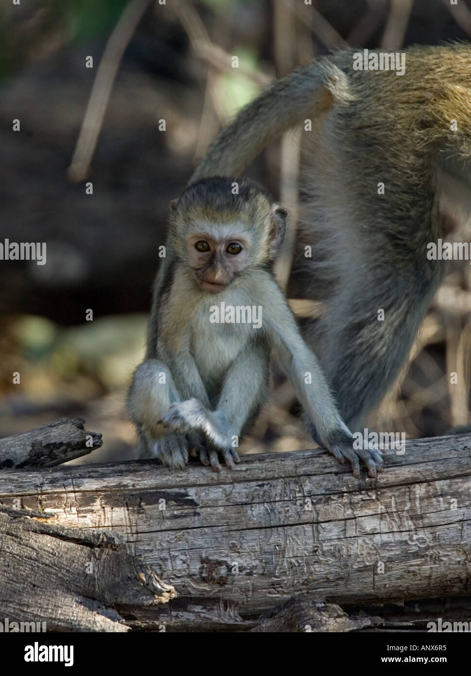 Africa, Tanzania, Baby Vervet Monkey (Cercopithecus aethiops Stock ...