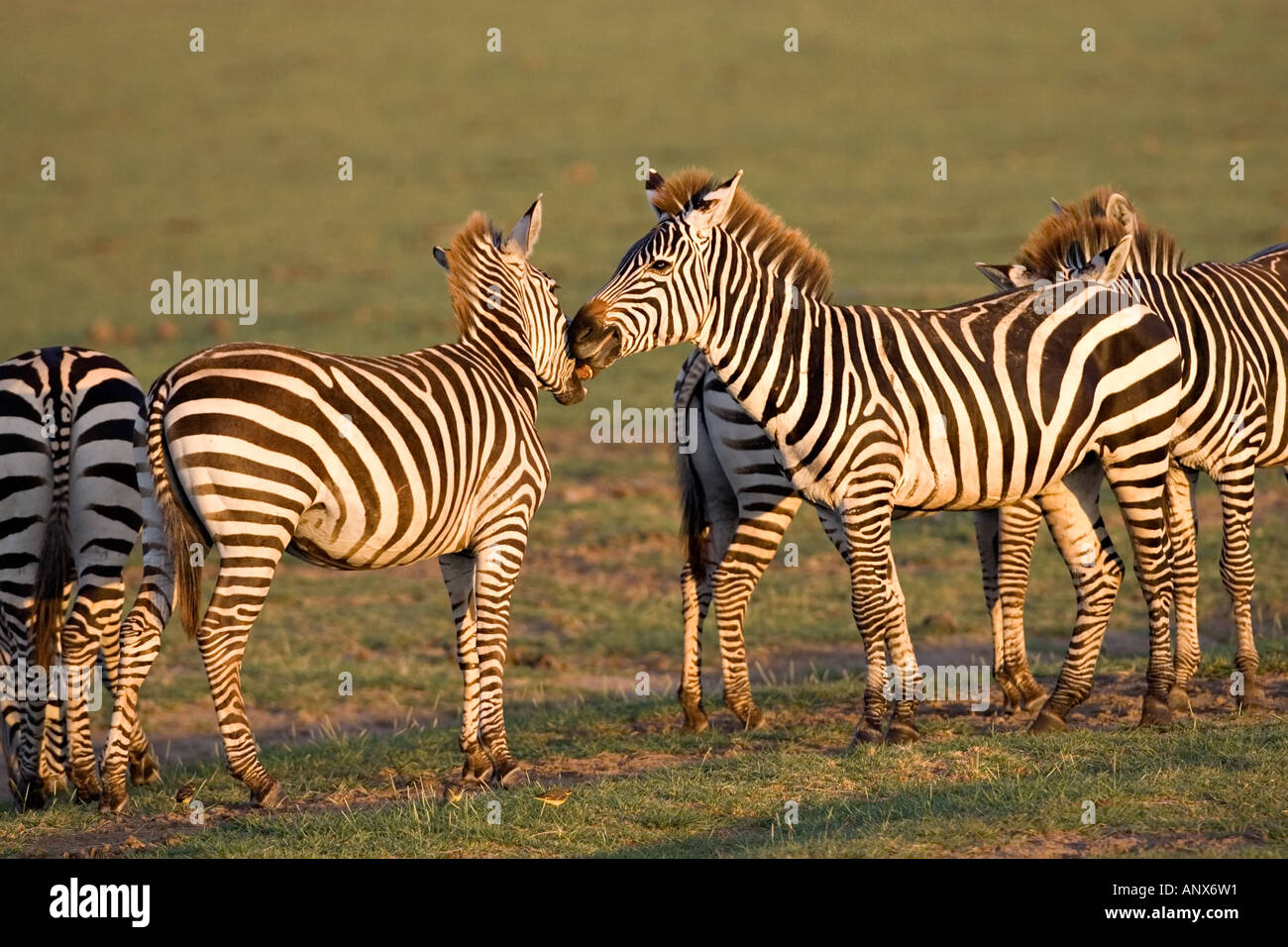 Zebras mating hi-res stock photography and images - Alamy