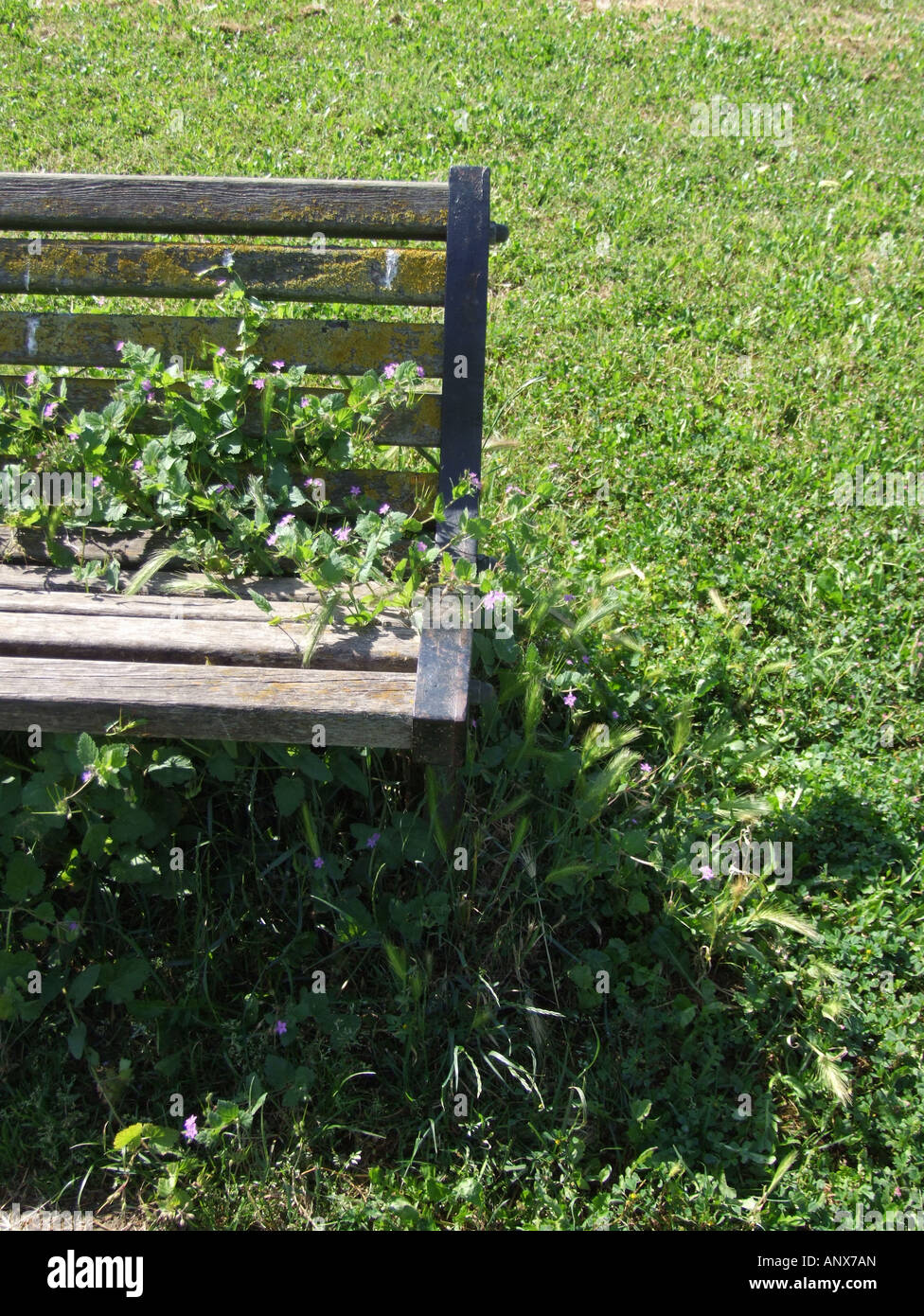 one bench overgrown with long grass Stock Photo - Alamy