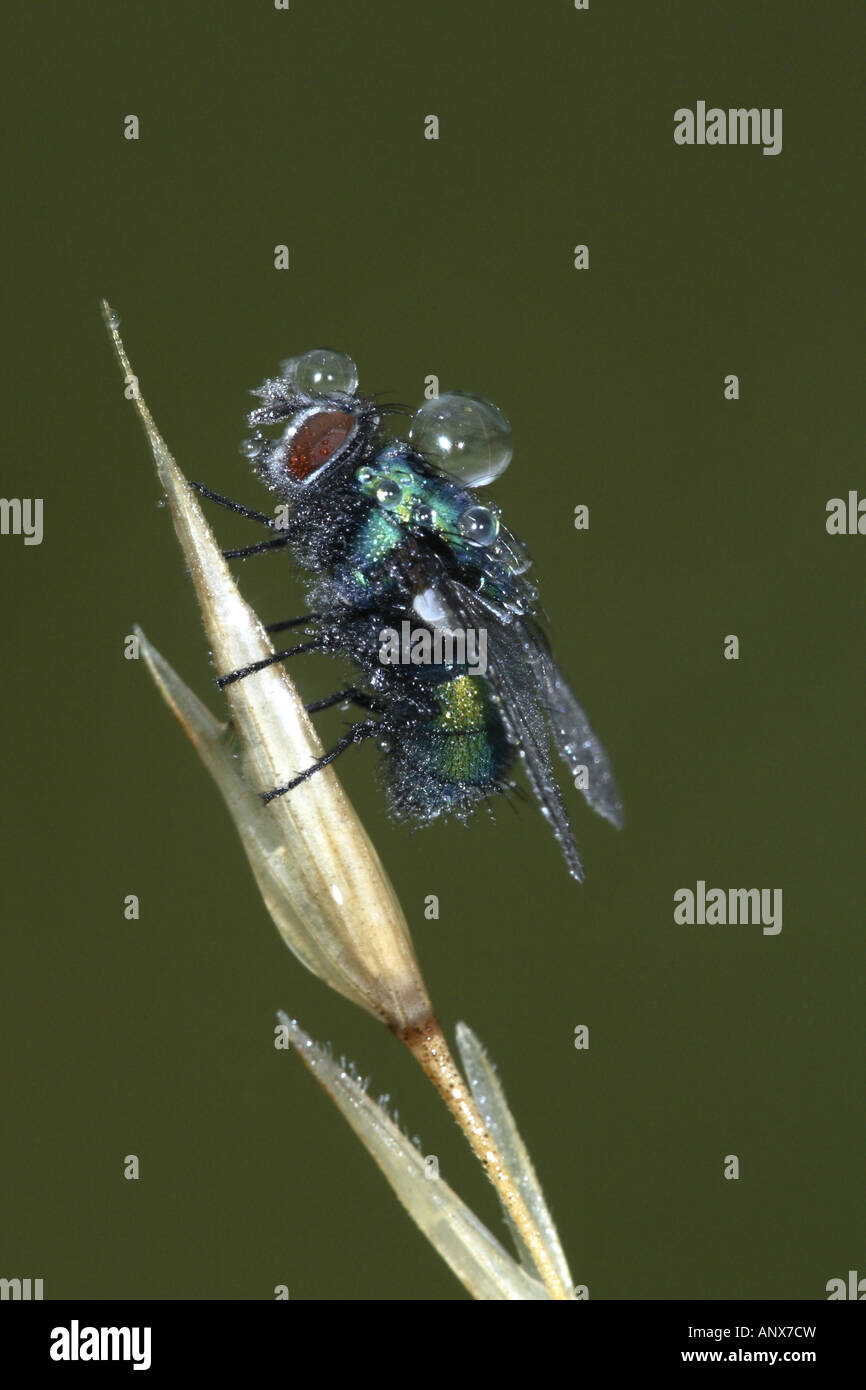 sheep maggot fly, sheep blowfly, greenbottle (Lucilia sericata), with ...