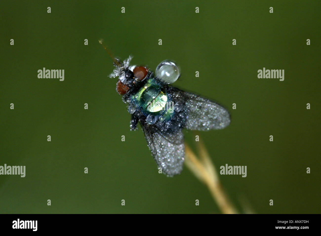 sheep maggot fly, sheep blowfly, greenbottle (Lucilia sericata), with ...