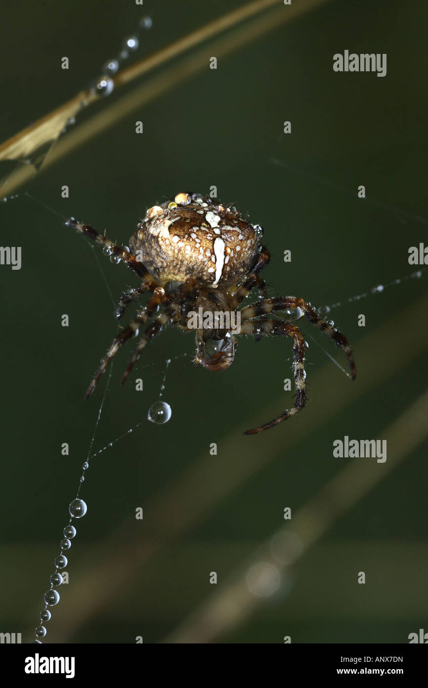 cross orbweaver, European garden spider, cross spider (Araneus ...