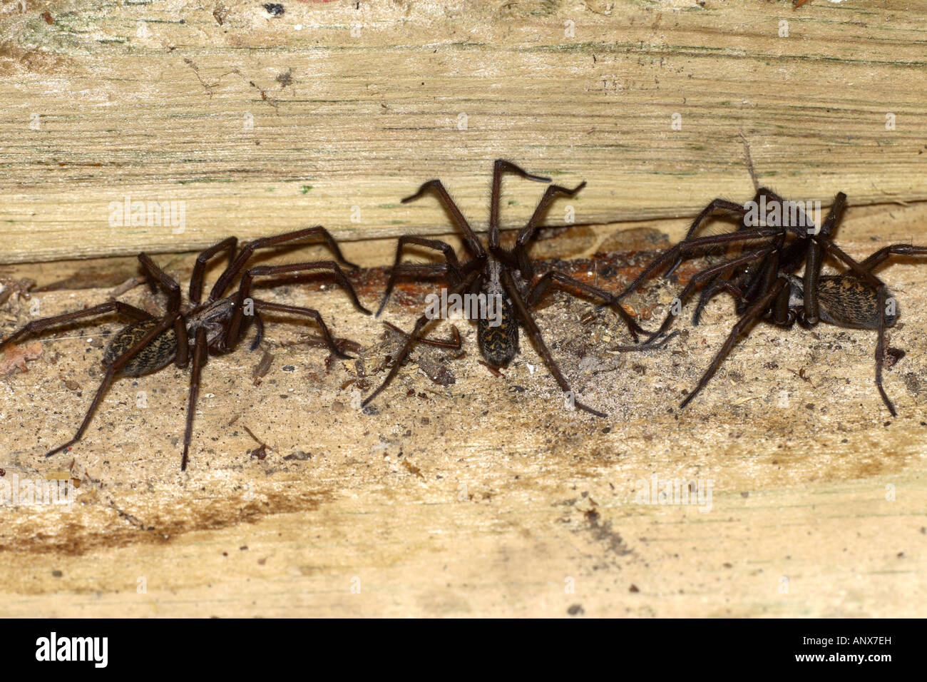 giant European house spider, giant house spider, larger house spider ...