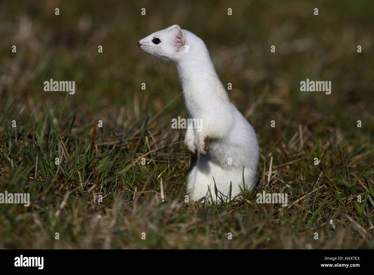 Stoat Face High Resolution Stock Photography and Images - Alamy