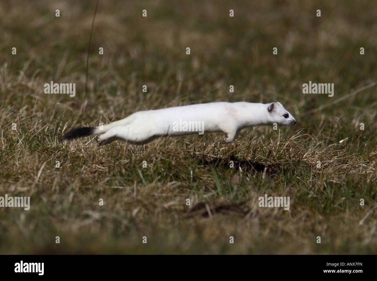 Stoat hunting close hi-res stock photography and images - Alamy