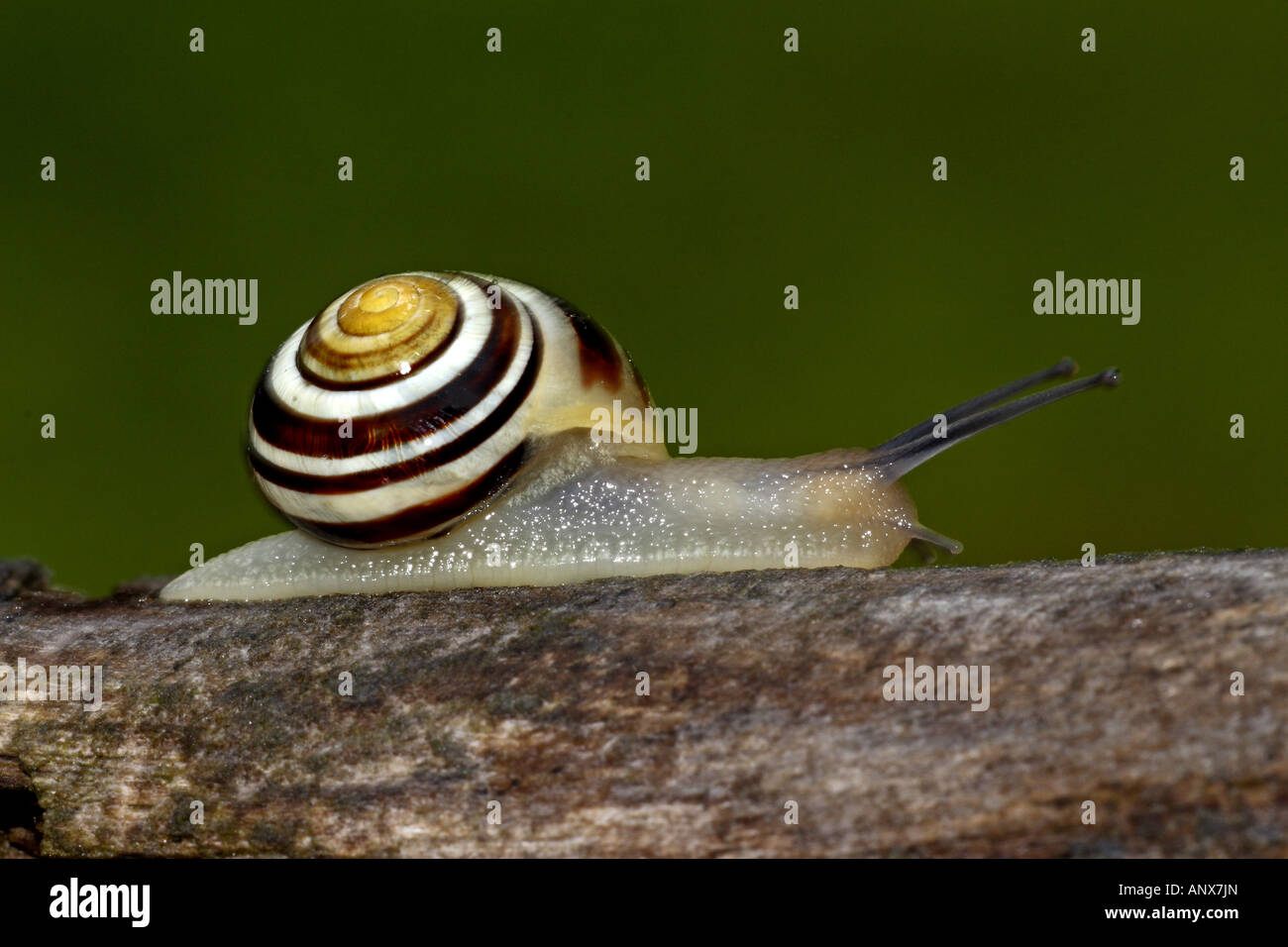 white-lip gardensnail, white-lipped snail, garden snail, smaller banded ...