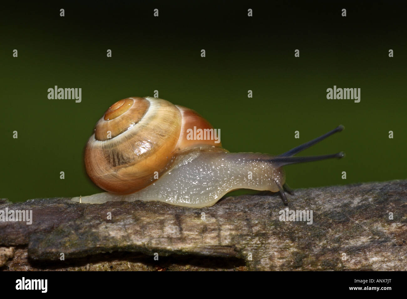 White lip garden snail hi-res stock photography and images - Alamy