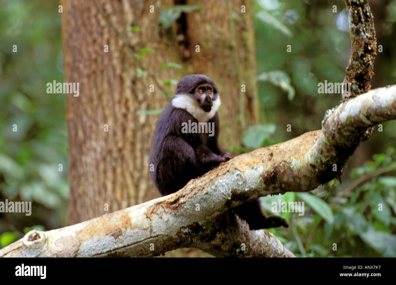 White throated guenon hi-res stock photography and images - Alamy