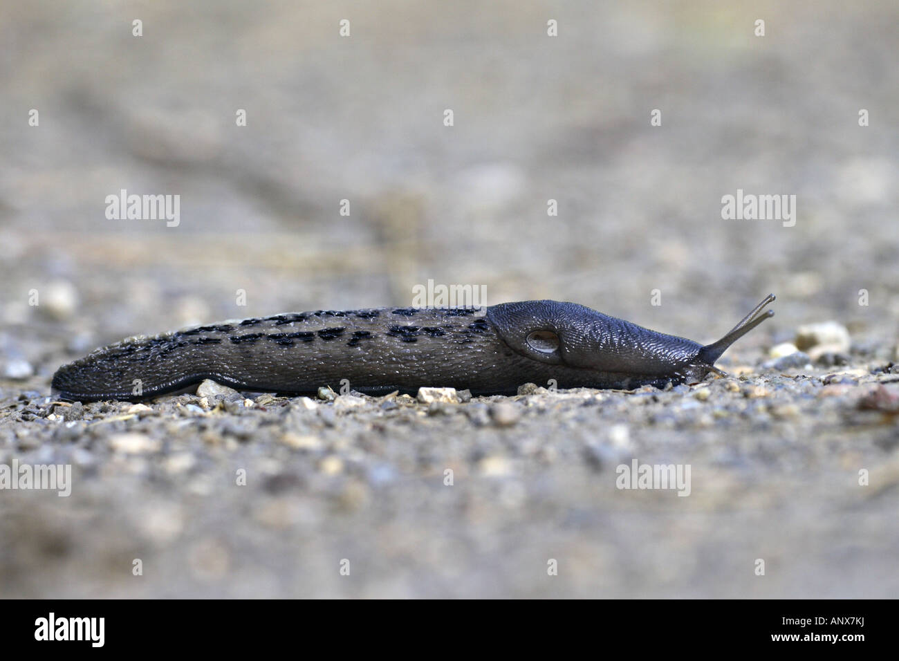 ash-black slug (Limax cinereoniger), on, Germany, Baden-Wuerttemberg ...