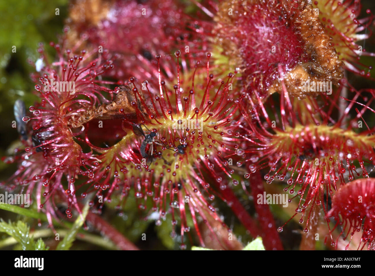 round-leaved sundew, roundleaf sundew (Drosera rotundifolia), leaves ...
