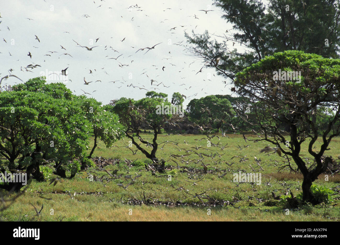 Seychelles, Bird Island, Sooty Terns colony (Sterna Fuscata Stock Photo ...