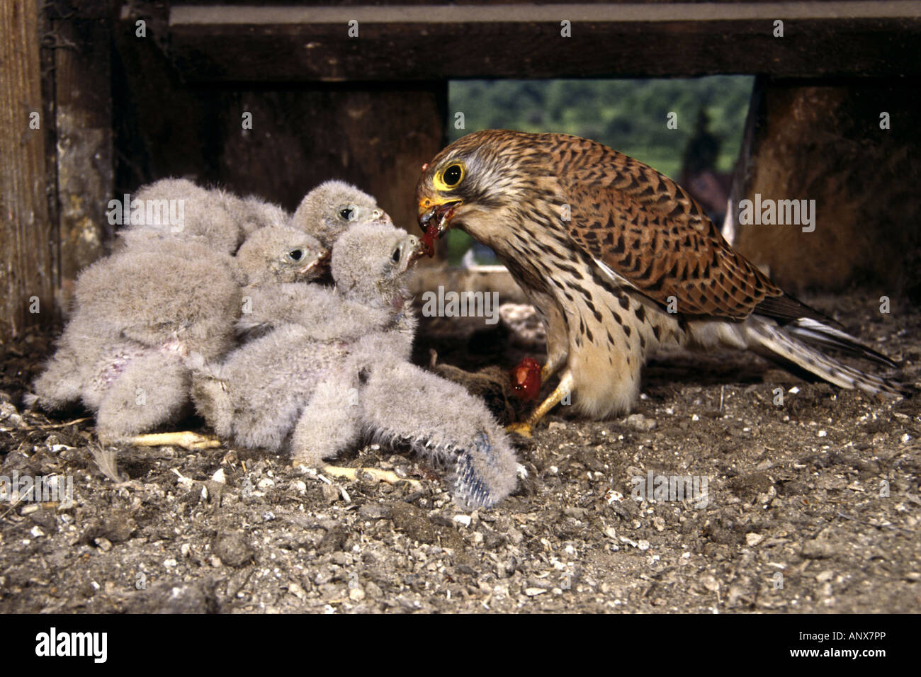 common kestrel (Falco tinnunculus), female feeding fledglings in the ...