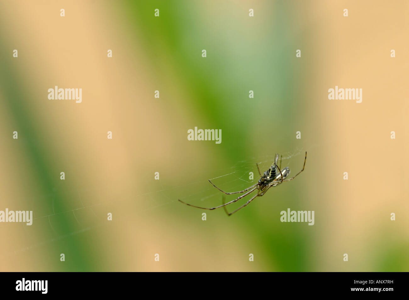 long-jawed spider (Tetragnatha extensa), Strech Spider with Prey Stock ...