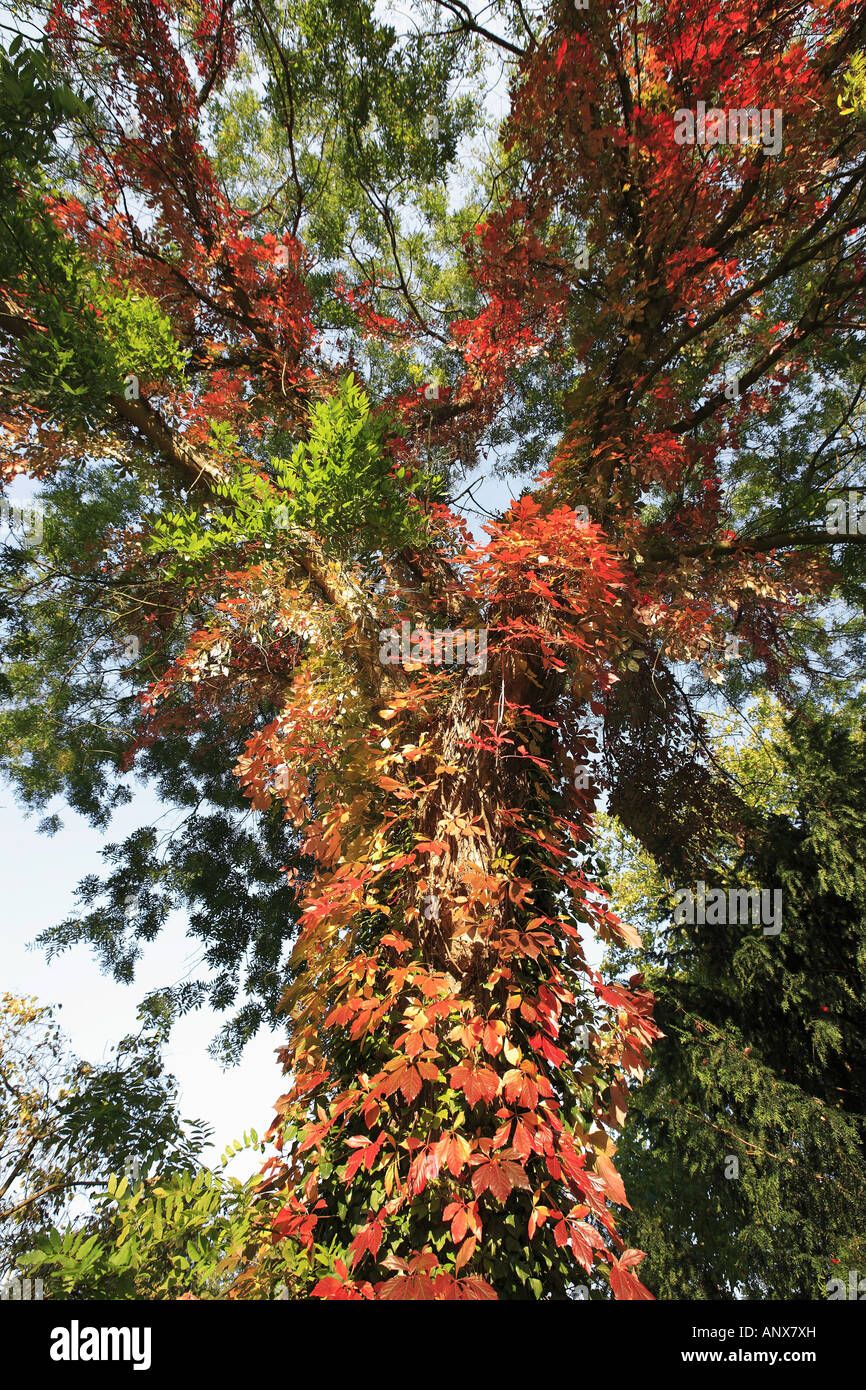 false Virginia-creeper (Parthenocissus inserta, Parthenocissus ...