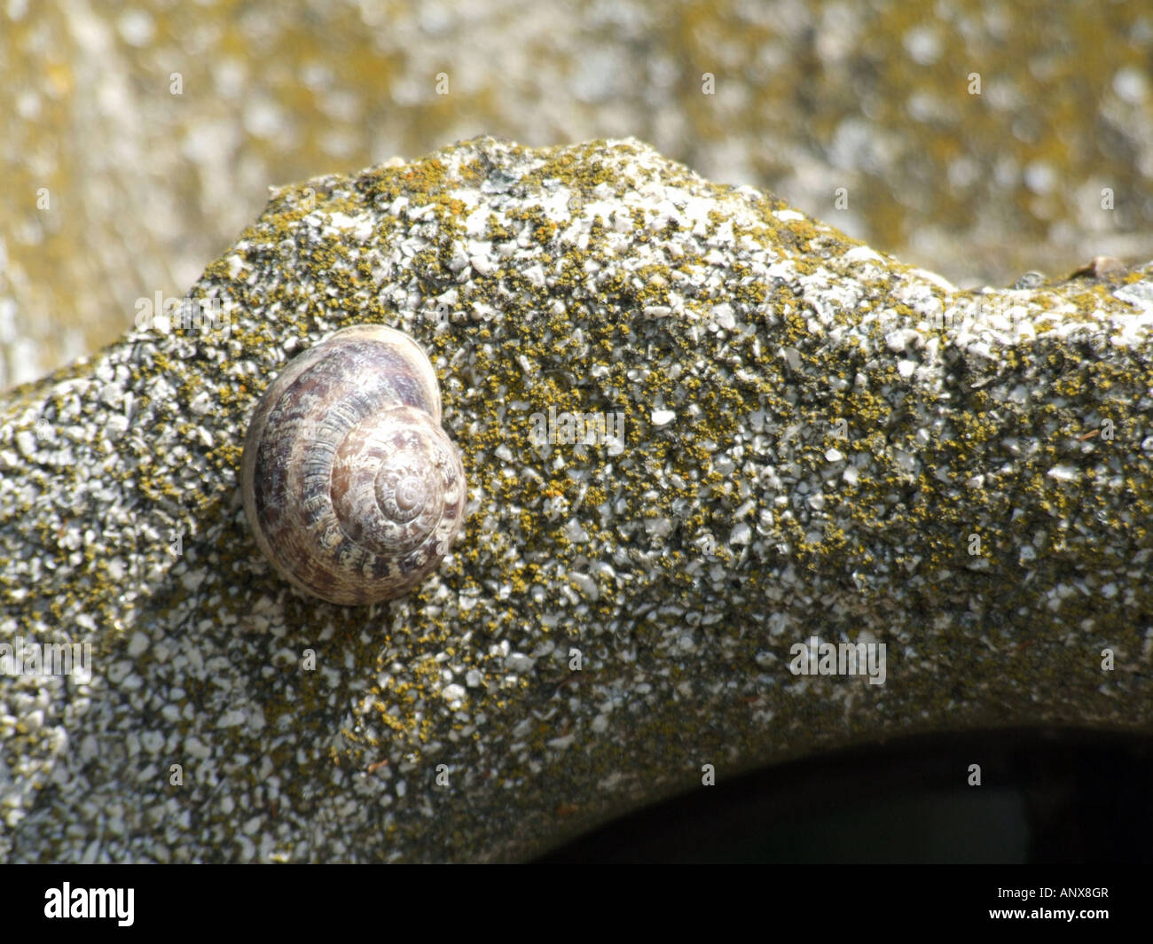 Solo snail hi-res stock photography and images - Alamy