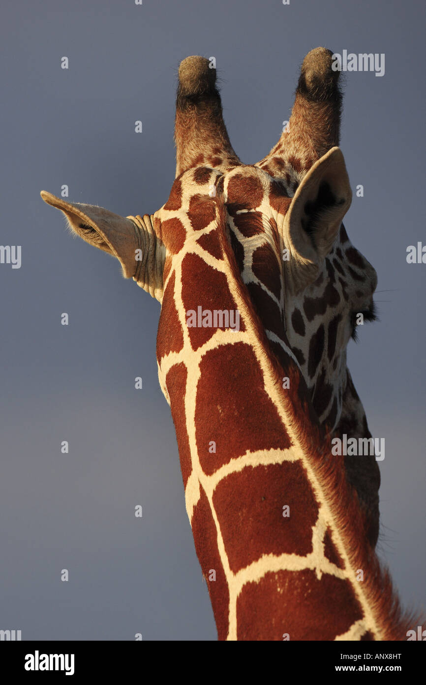 reticulated giraffe (Giraffa camelopardalis recticulata), rear view of ...