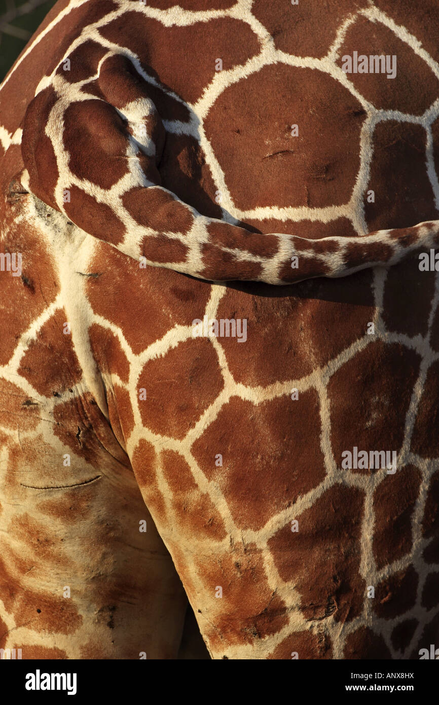 reticulated giraffe (Giraffa camelopardalis recticulata), pattern of ...