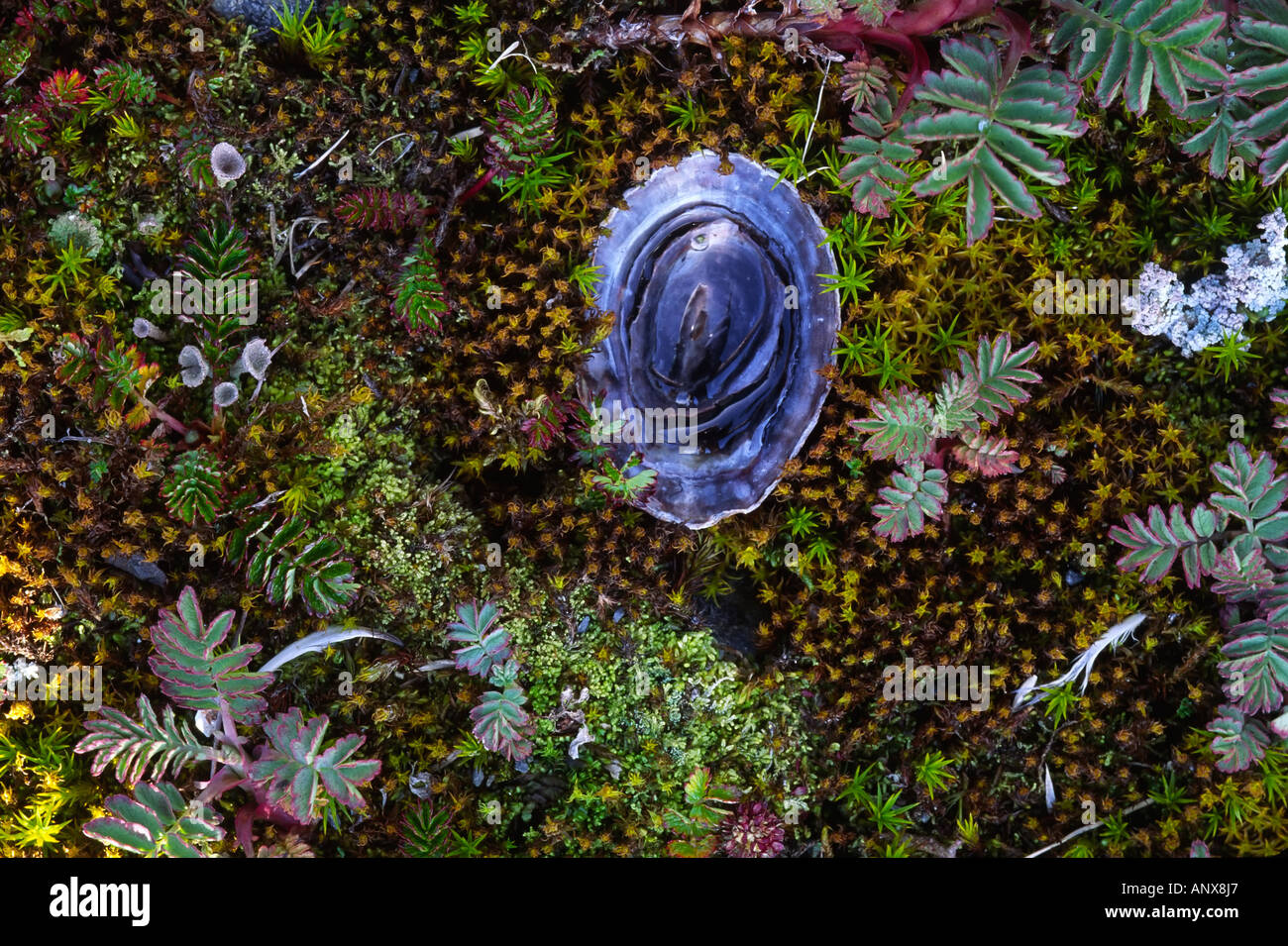 Limpet shell hi-res stock photography and images - Alamy