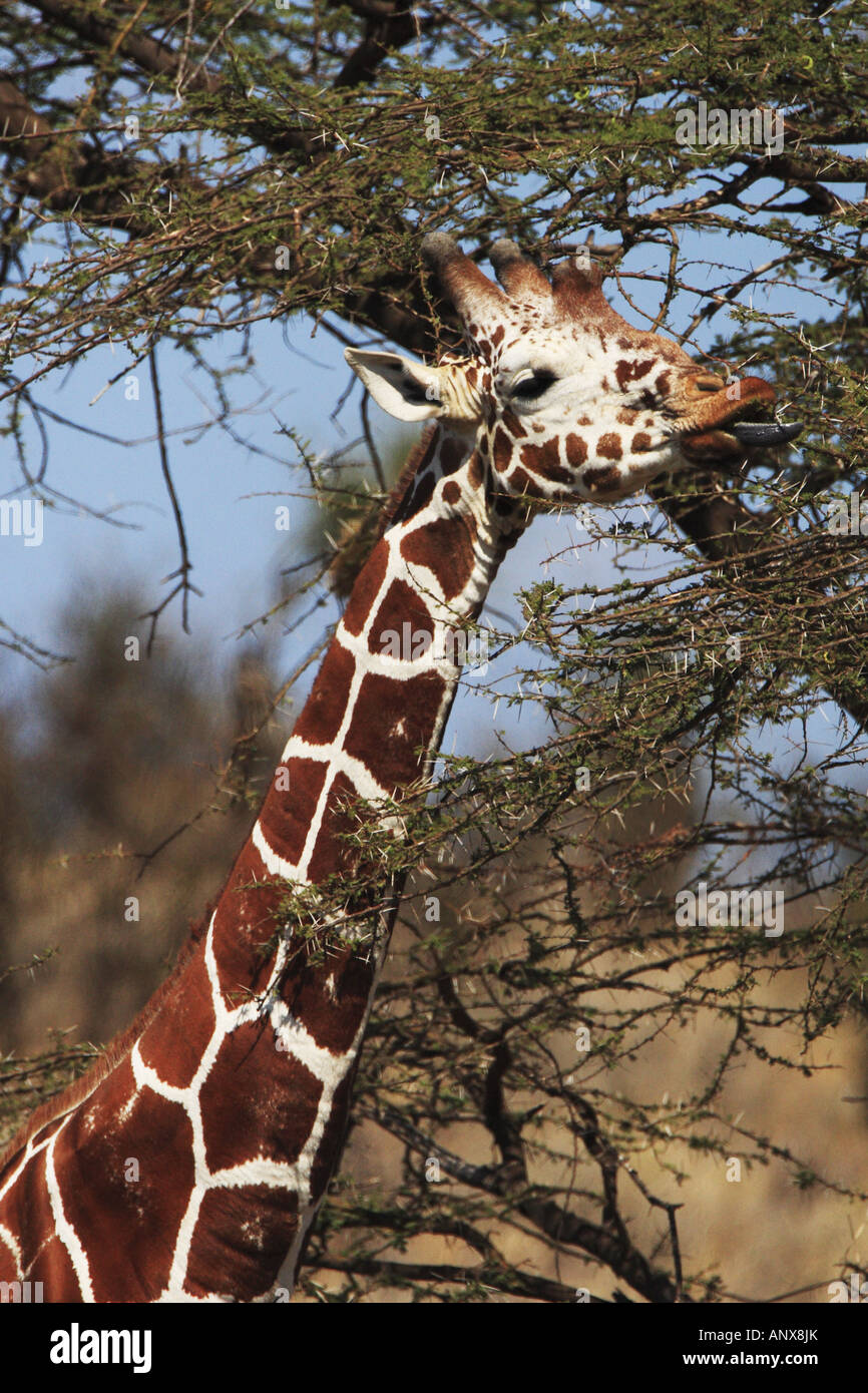 reticulated giraffe (Giraffa camelopardalis recticulata), feeding on ...