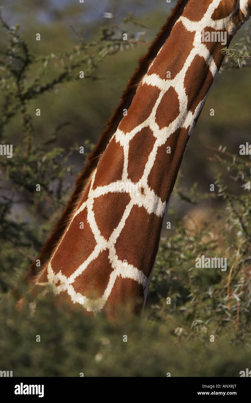 reticulated giraffe (Giraffa camelopardalis recticulata), pattern on ...