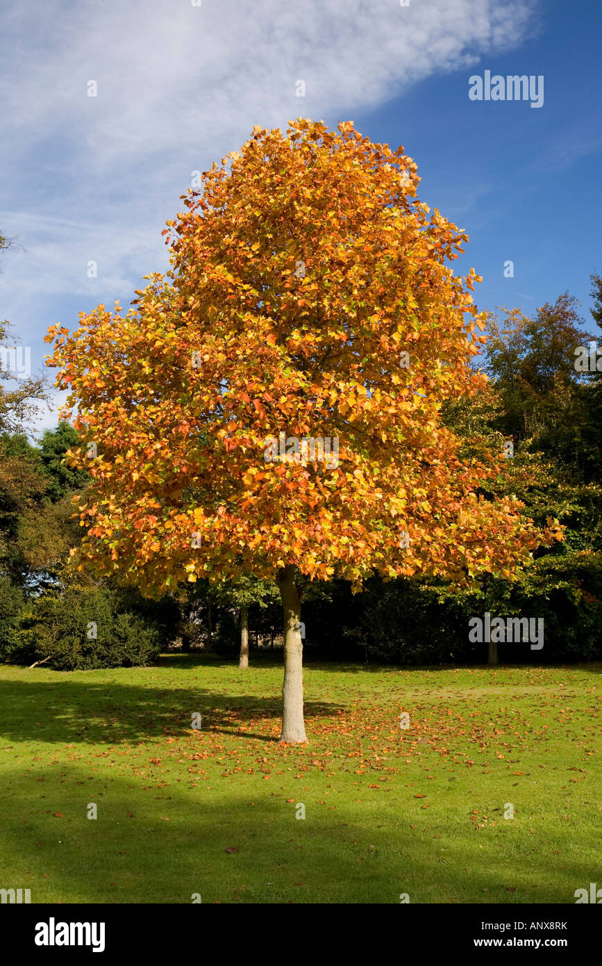 Tulip tree colour in autumn Stock Photo - Alamy