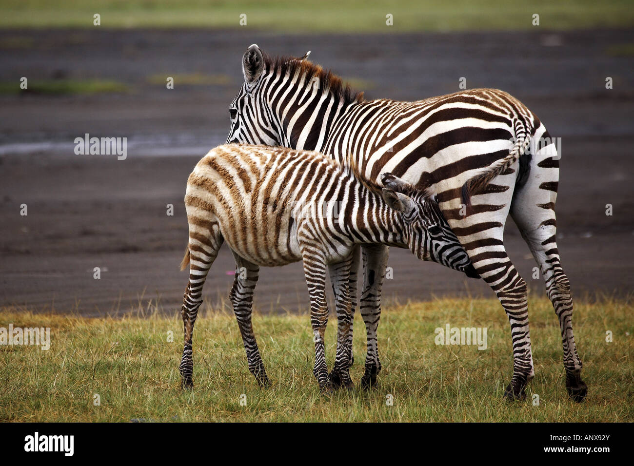 Female zebra foal suckling hi-res stock photography and images - Alamy