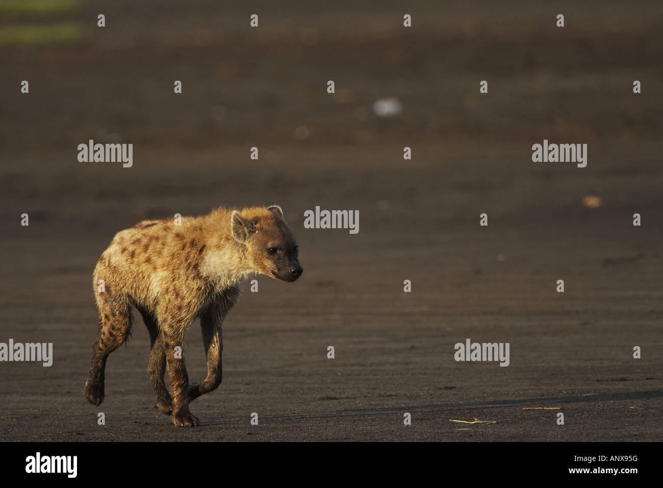 spotted hyena (Crocuta crocuta), running, Kenya, Lake Nakuru National ...