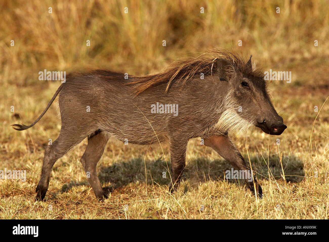 common warthog, savanna warthog (Phacochoerus africanus), walking ...